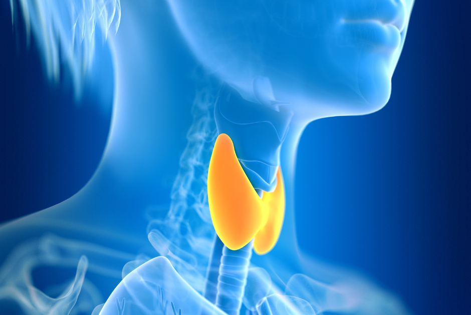 a-TPO: Jak funguje štítná žláza a proč sledovat protilátky proti TPO ...