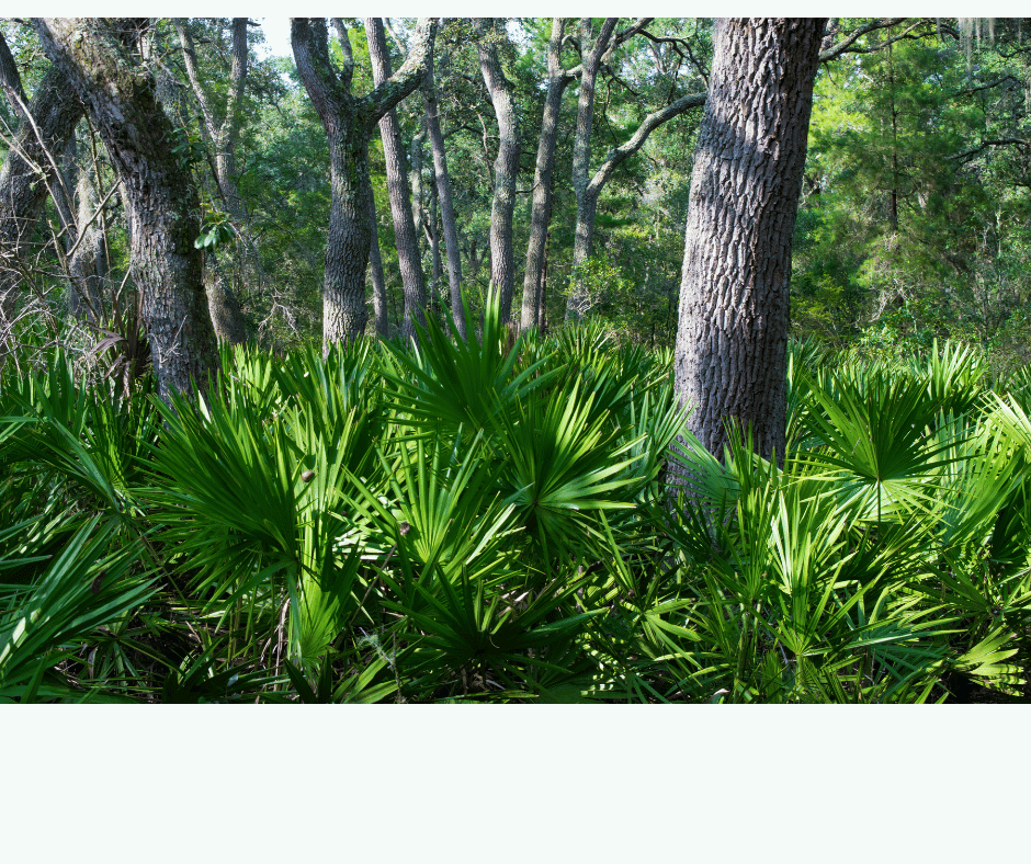 Serenoa repens: Přírodní zázrak pro mužské zdraví | GenX®
